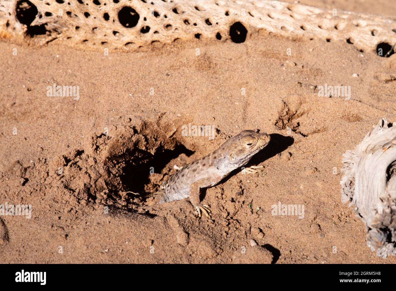 A Long-nosed Leopard Lizard, Gambelia wislizenii, in the desert in Utah ...