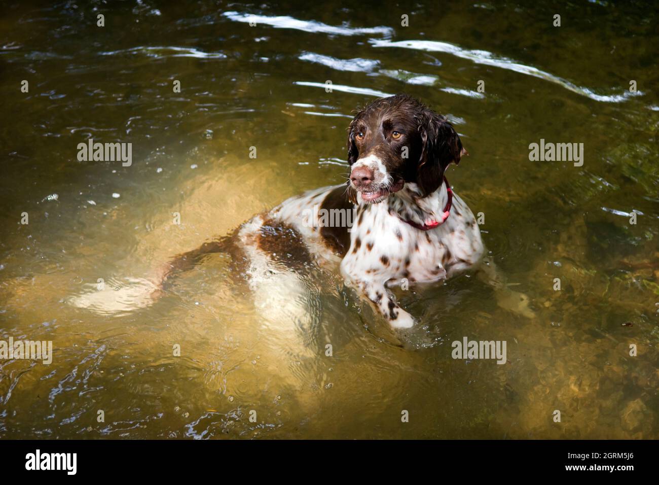 Water spaniel hi-res stock photography and images - Alamy