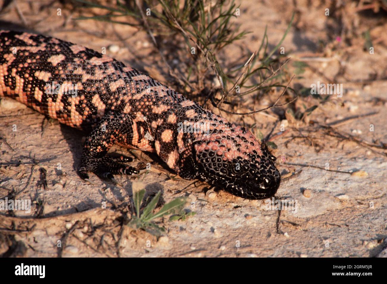 The Gila monster, Heloderma suspectum, a species of venomous lizard ...