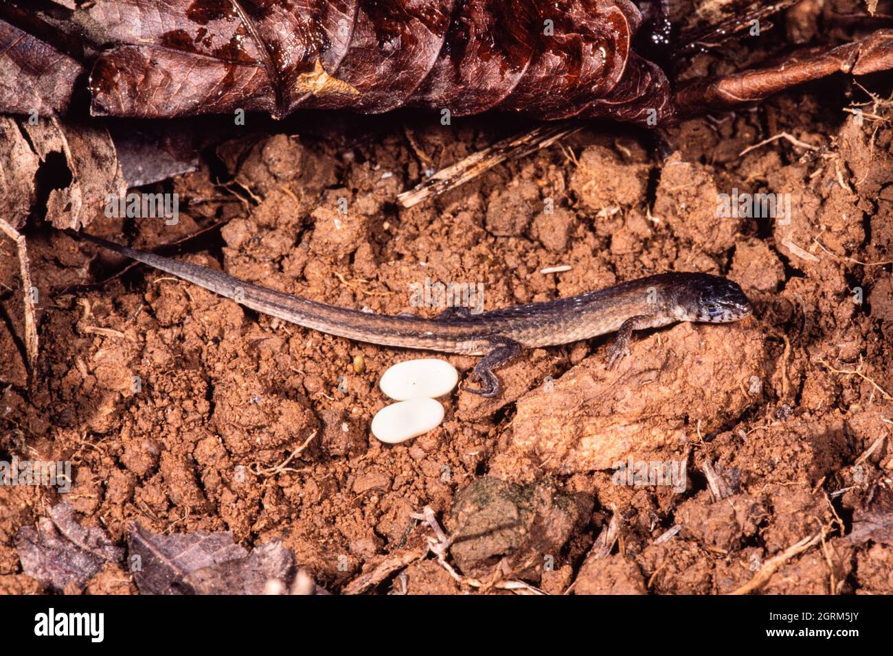 A female Northern Spectacled Lizard, Loxopholis southi, with two eggs ...