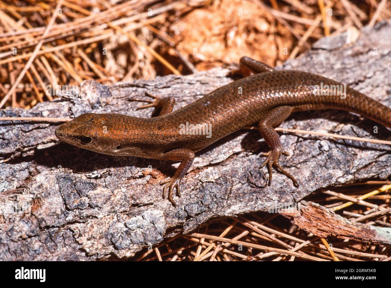 Curious skink carlia ailanpalai hi-res stock photography and images - Alamy