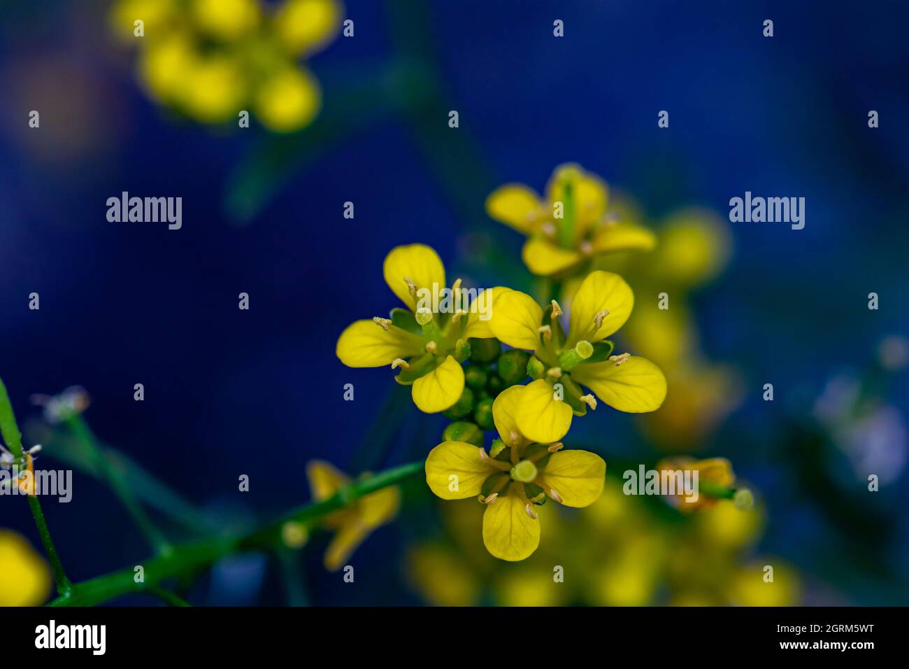 Rorippa amphibia flower growing in field, close up shoot Stock Photo ...