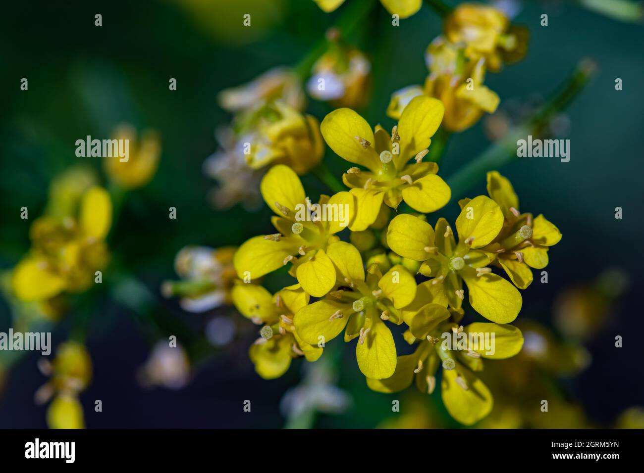 Rorippa amphibia flower growing in field, close up Stock Photo - Alamy