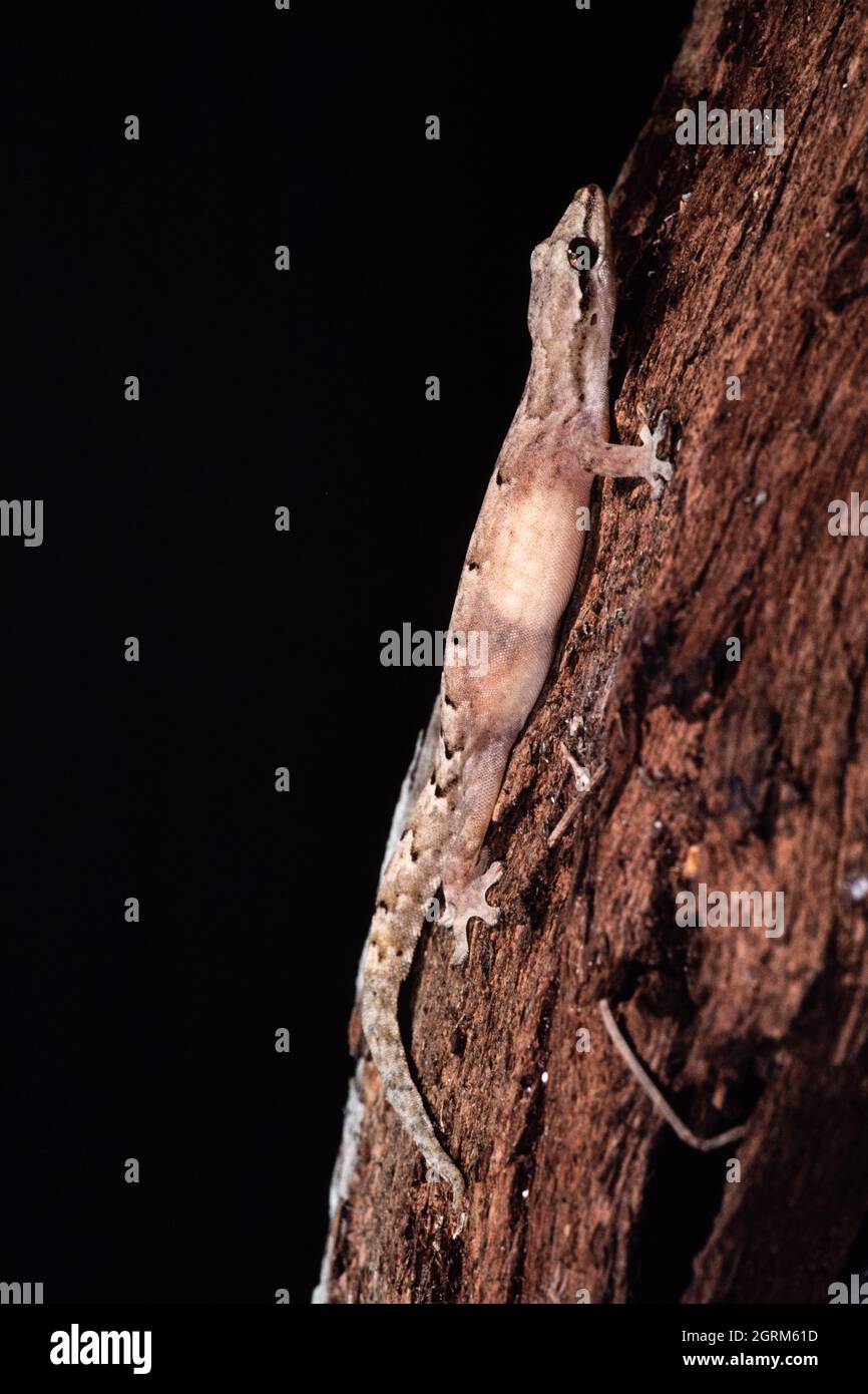 An egg can be seen through the almost translucent skin of a Mourning ...