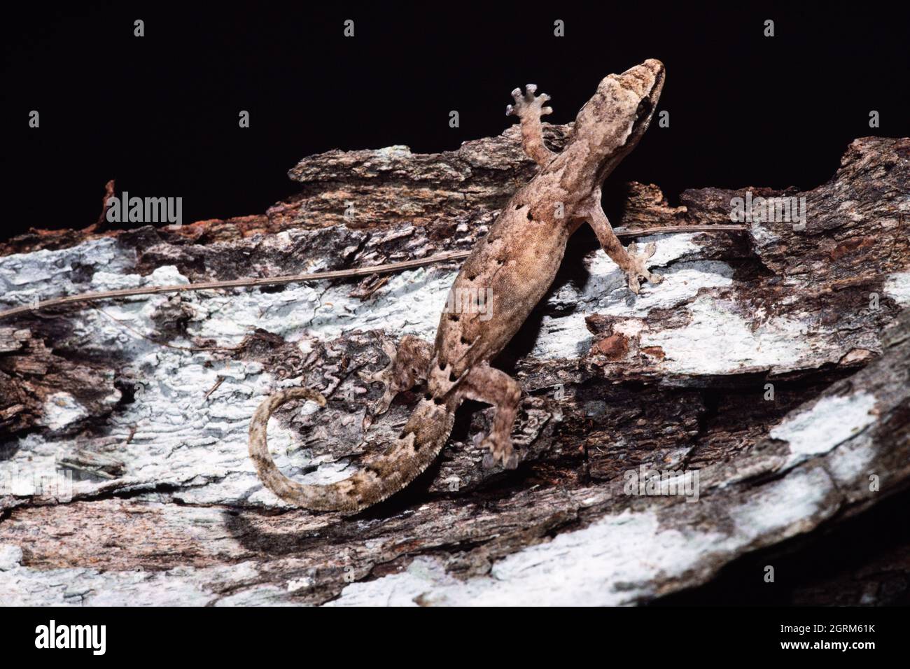 The Mourning Gecko, Lepidodactylus lugubris, on Guam Stock Photo - Alamy