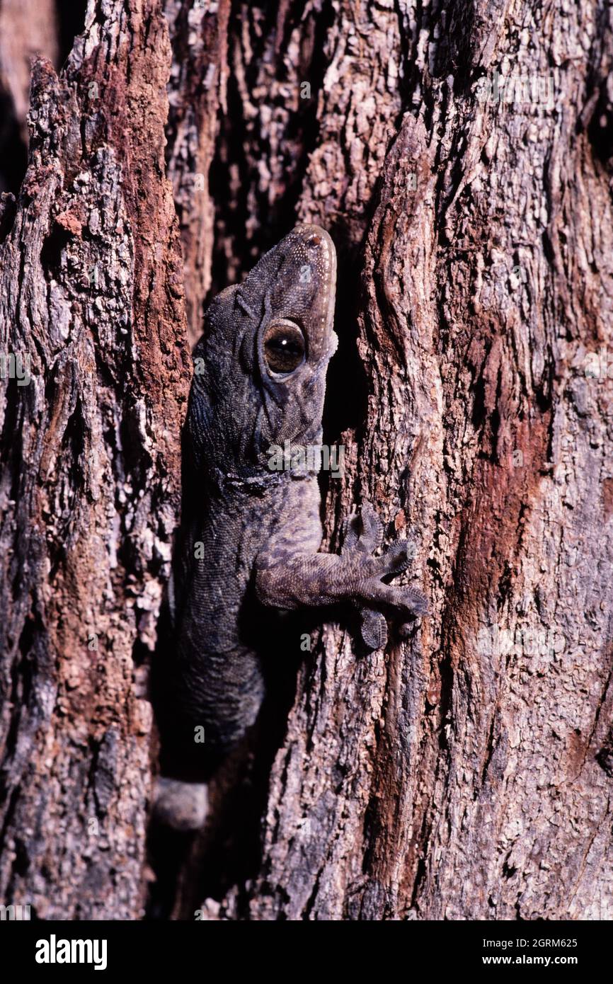 Aka pacific house gecko hi-res stock photography and images - Alamy