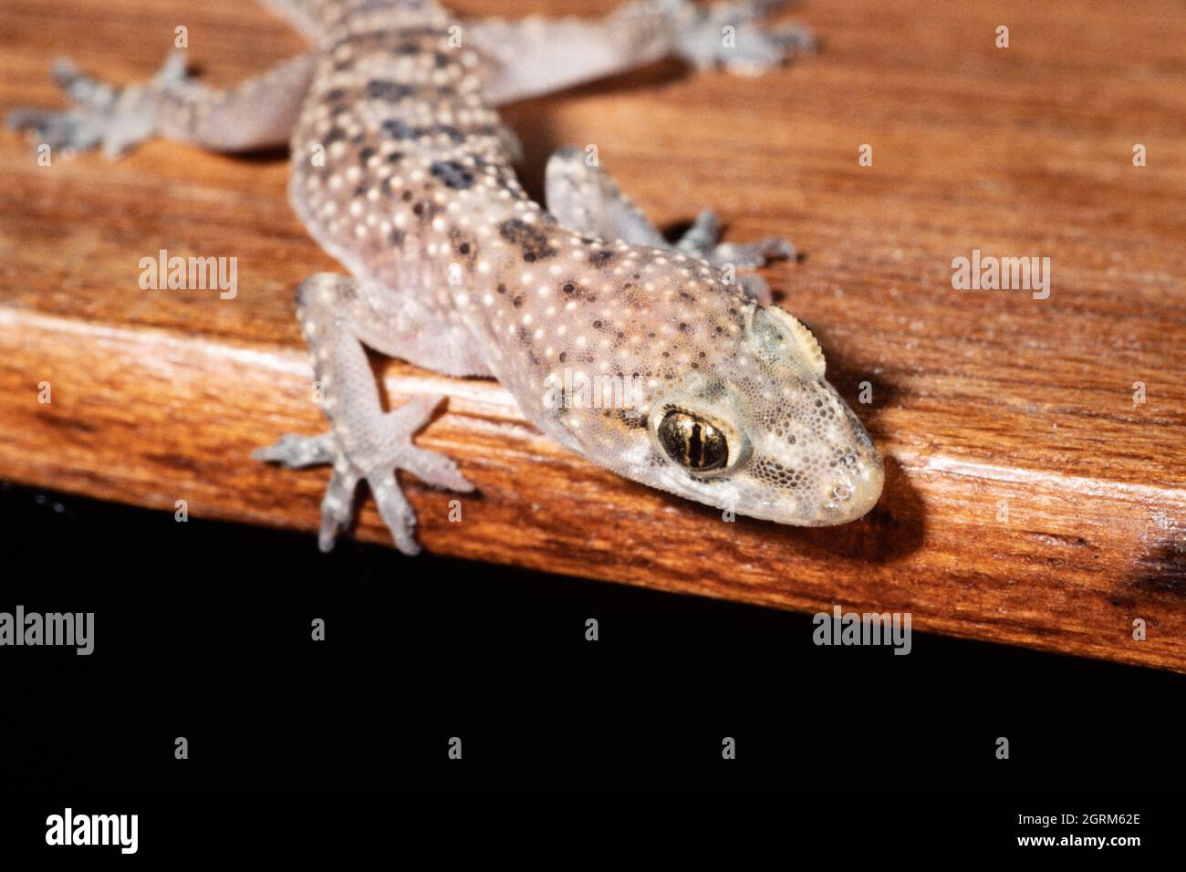 The Mediterranean House Gecko, Hemidactylus turcicus, is a small gecko ...