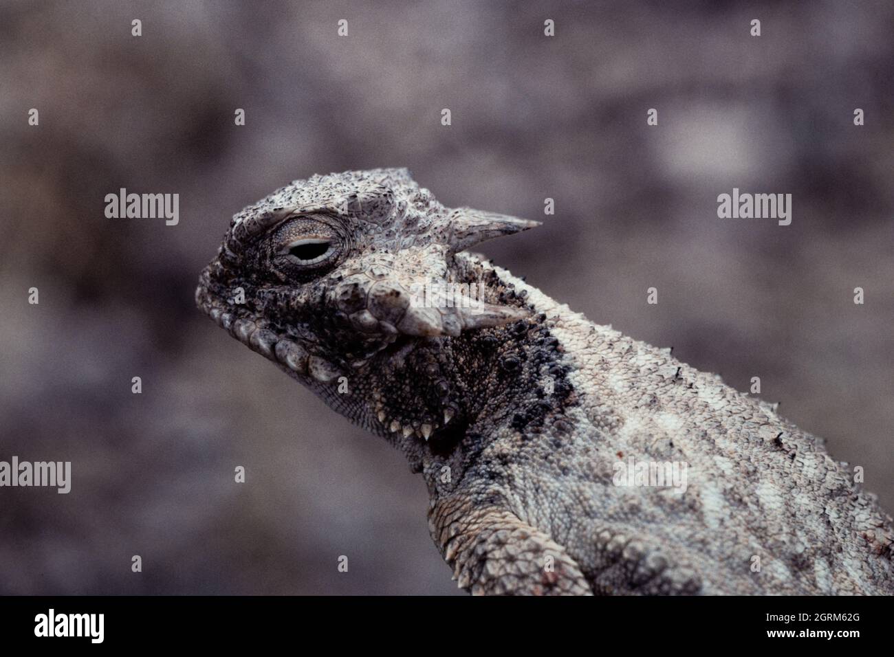 The Roundtail Horned Lizard, Phrynosoma modestum, is one of the smaller ...