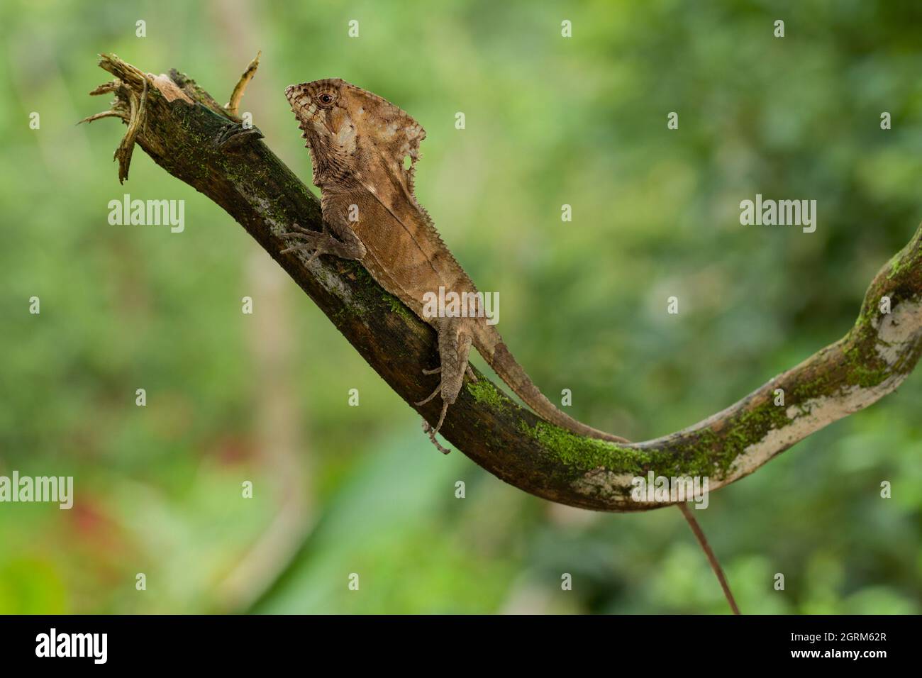 Helmeted basilisk lizard hi-res stock photography and images - Alamy
