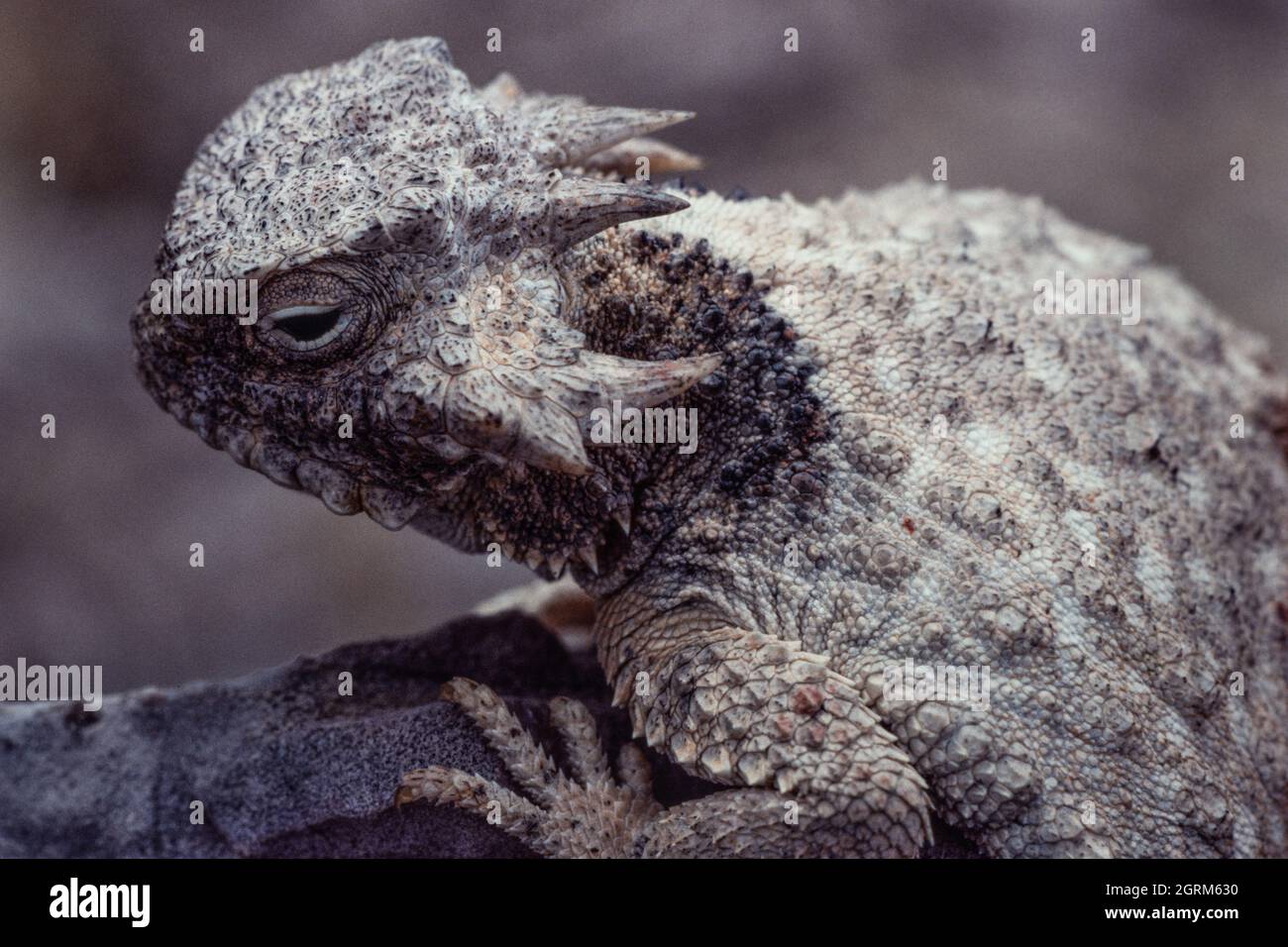 The Roundtail Horned Lizard, Phrynosoma modestum, is one of the smaller ...
