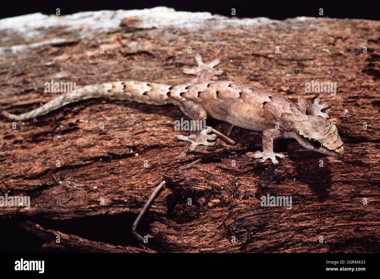 An egg can be seen through the almost translucent skin of a Mourning ...