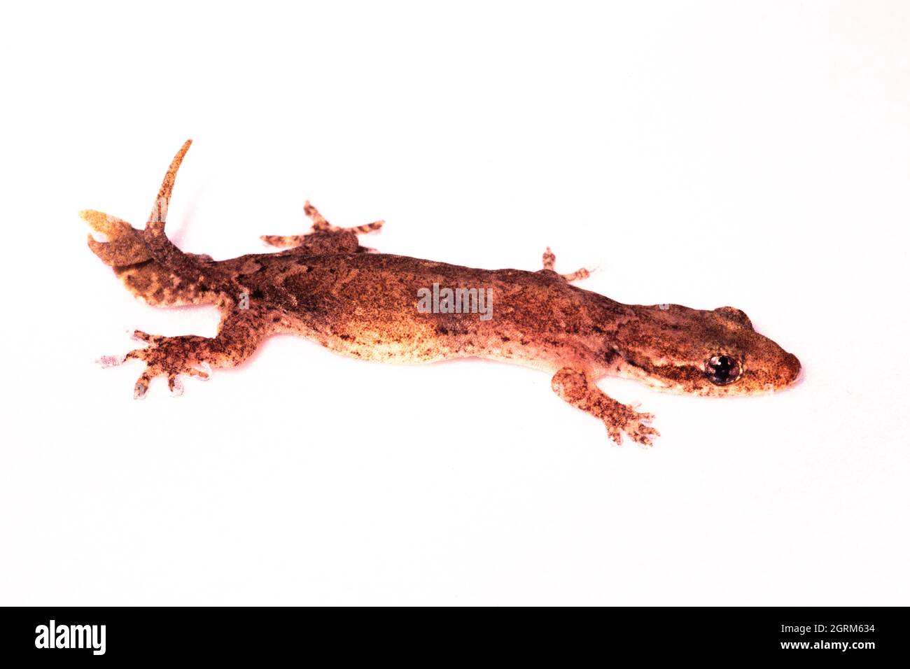 Mutilated regenerated tail of a Mourning Gecko, Lepidodactylus lugubris ...