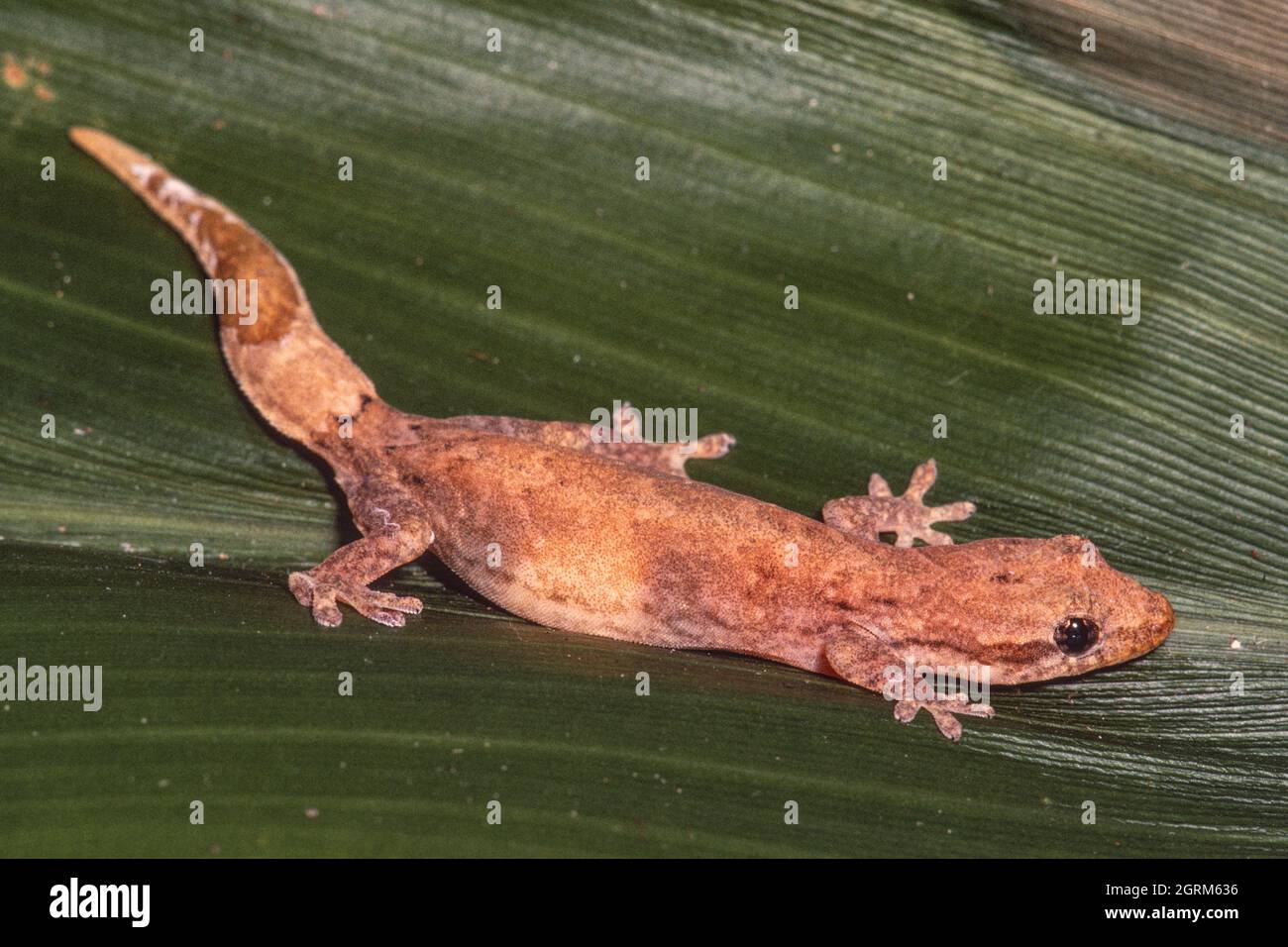 An egg can be seen through the almost translucent skin of a Mourning ...