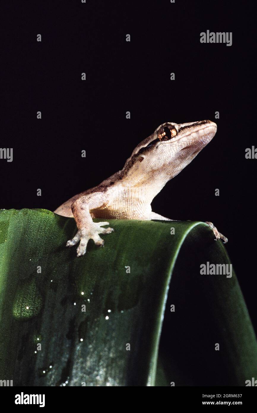 Western Leaf Lizard High Resolution Stock Photography and Images - Alamy