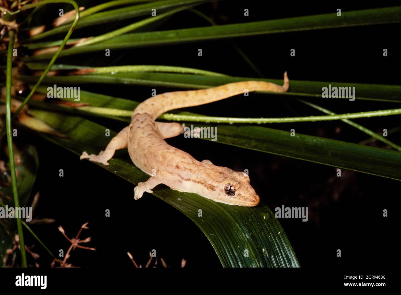 The Mourning Gecko, Lepidodactylus lugubris, in Panama. Note the ...