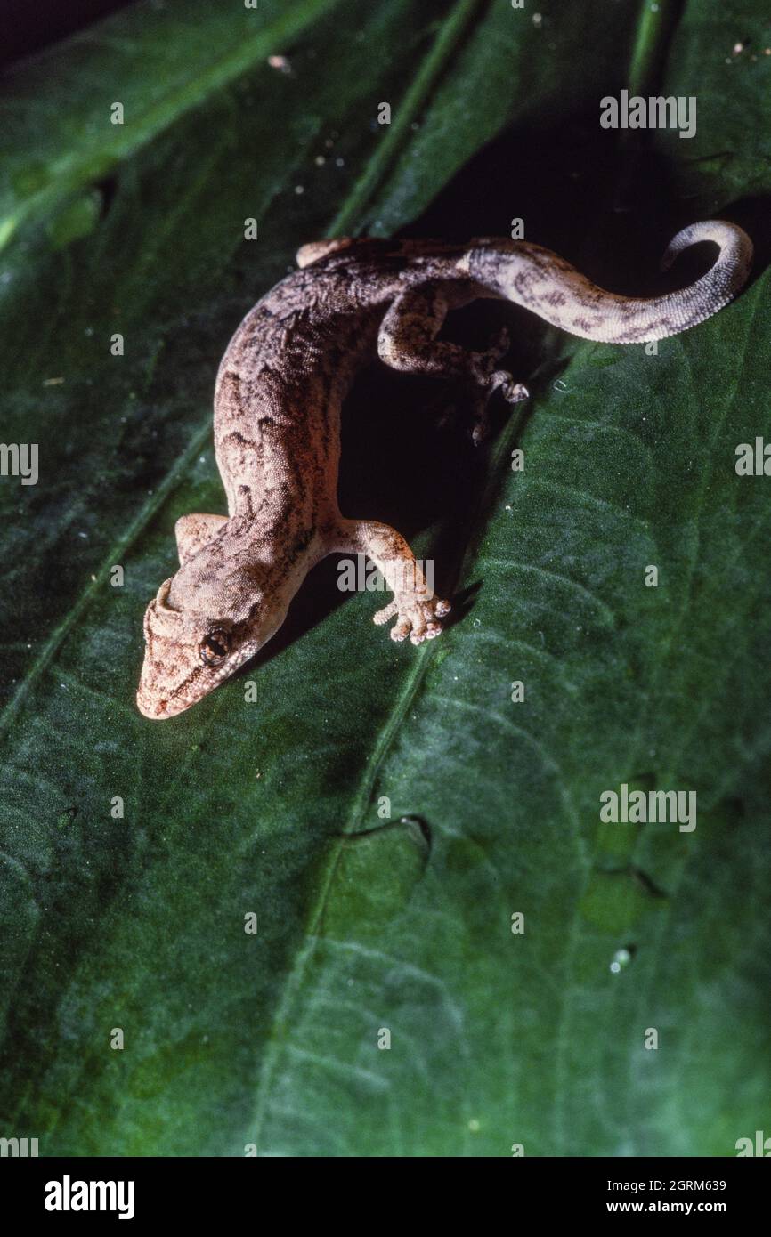 The Mourning Gecko, Lepidodactylus lugubris, on Guam. Note the ...