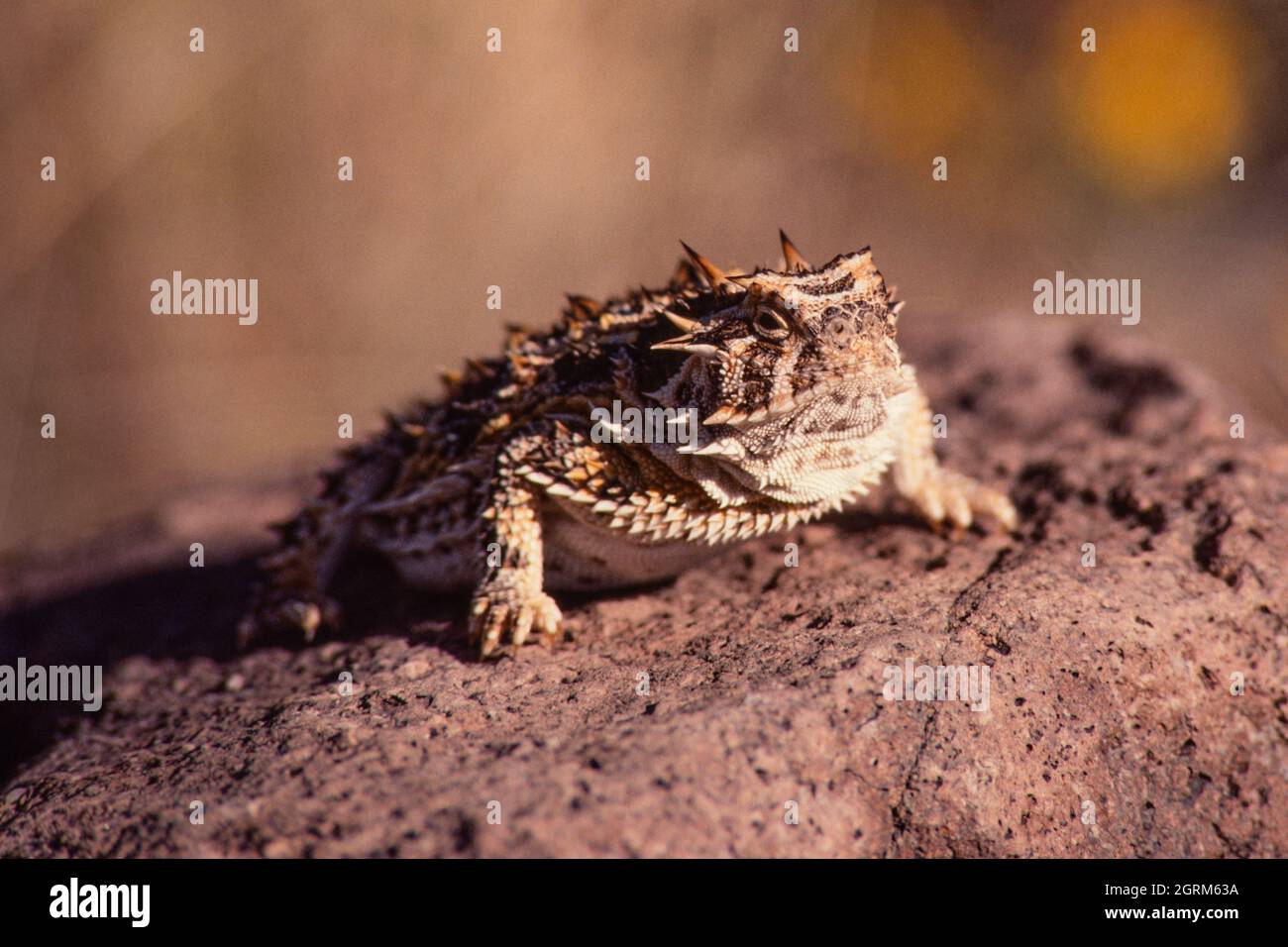 The Texas Horned Lizard, Phrynosoma cornutum, is the largest species of ...