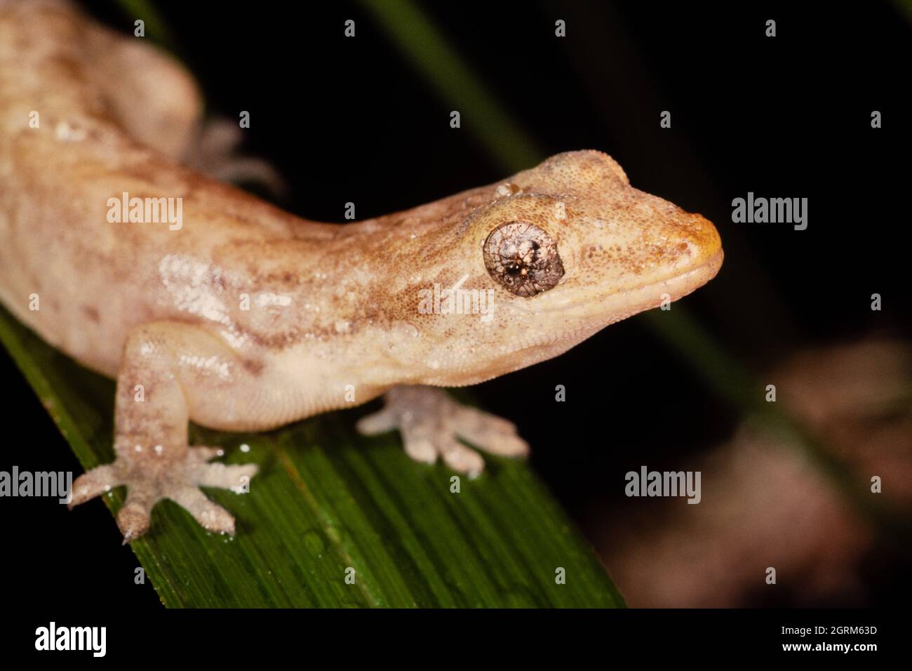Eye detail of a Mourning Gecko, Lepidodactylus lugubris, in Panama ...