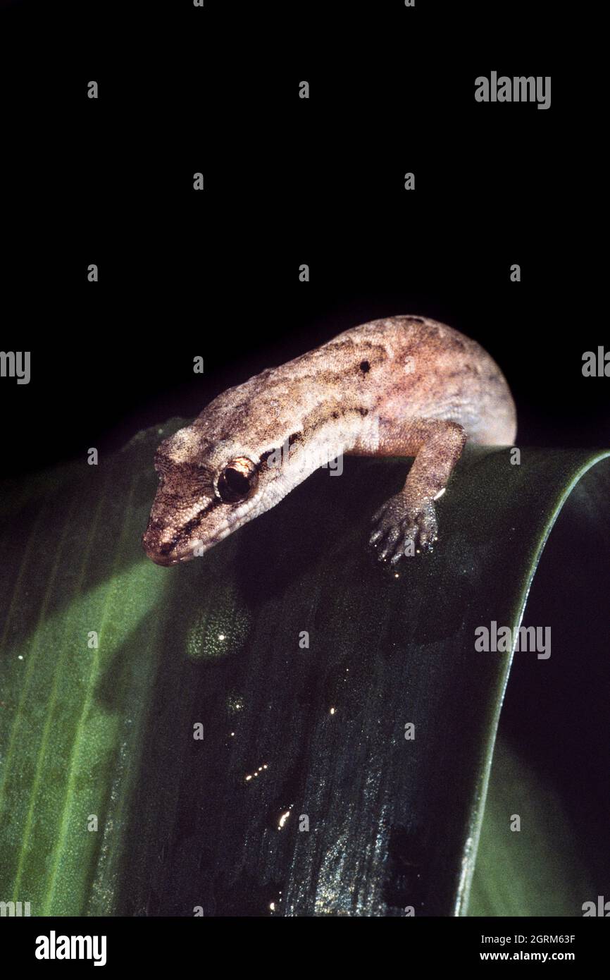 Introduced species on guam hi-res stock photography and images - Alamy