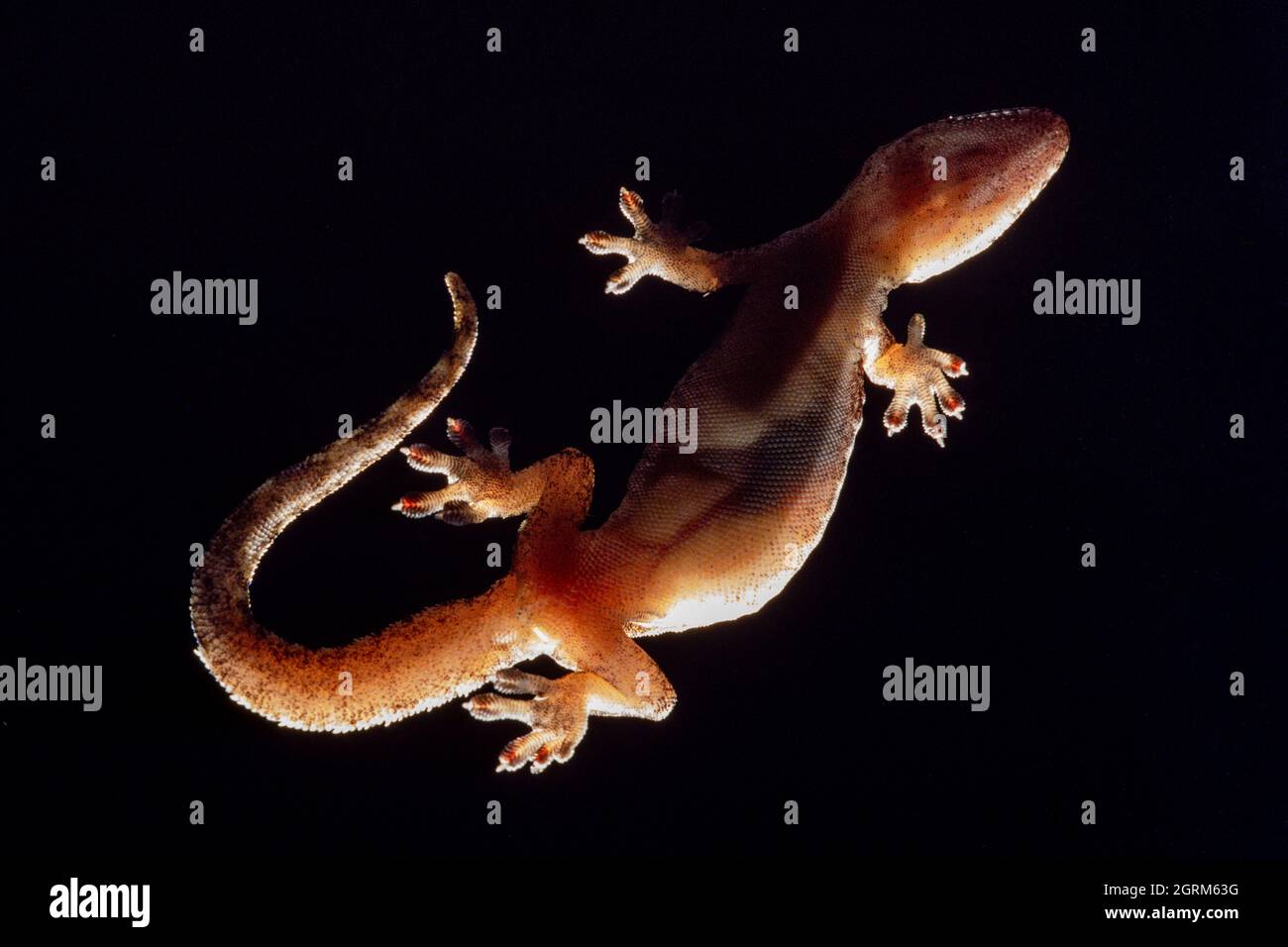 A transilluminated Mourning Gecko, Lepidodactylus lugubris, on a pane ...