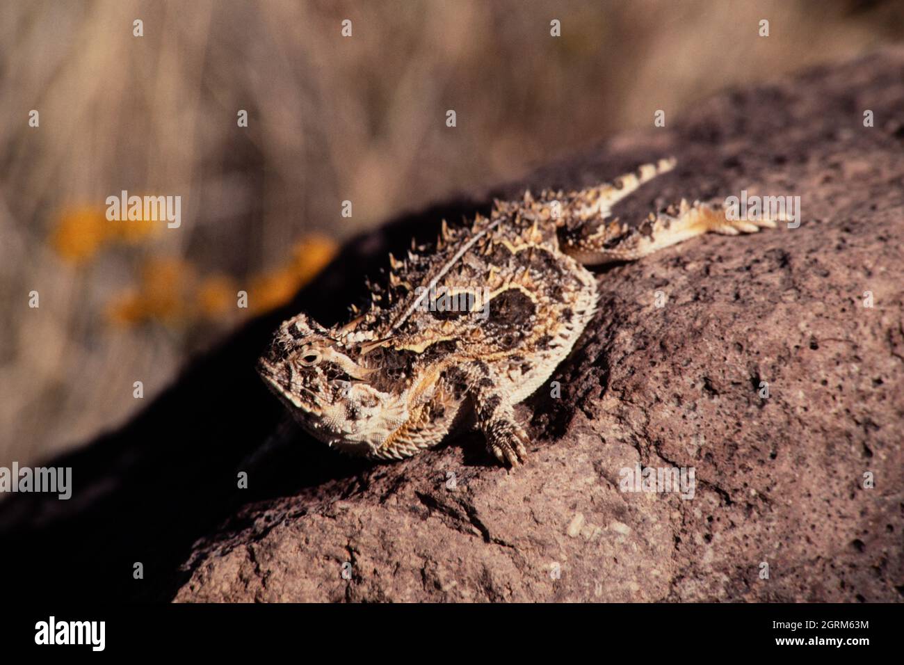 The Texas Horned Lizard, Phrynosoma cornutum, is the largest species of ...