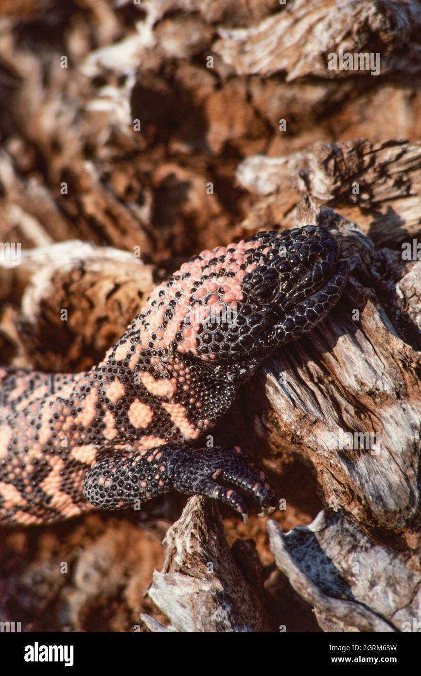 The Gila monster, Heloderma suspectum, a species of venomous lizard ...