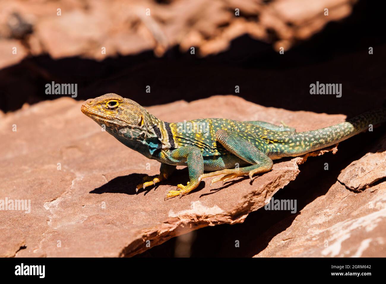 A male Yellow-headed Collared Lizard, Crotaphytus collaris auriceps ...