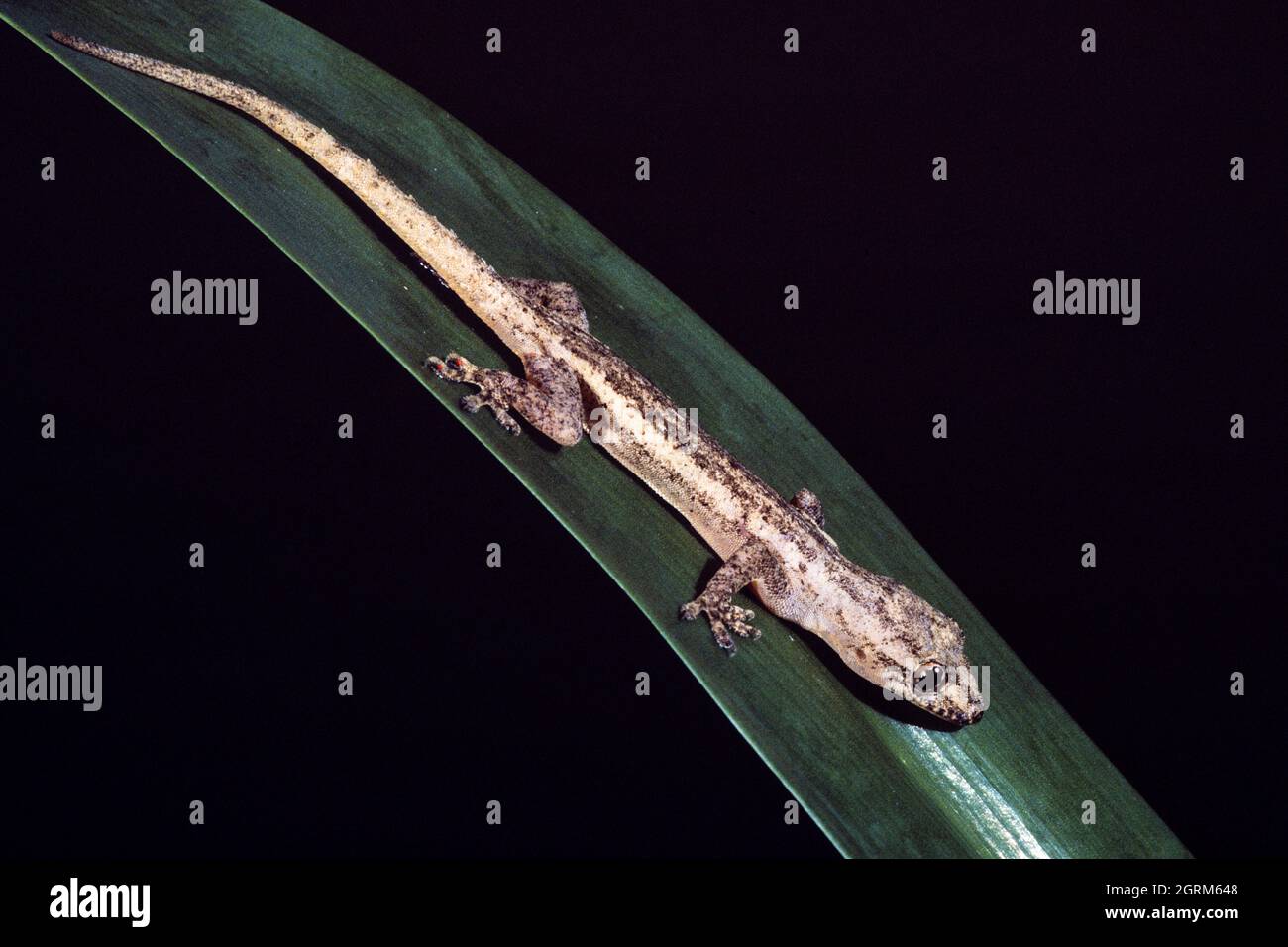 Aka common house gecko hi-res stock photography and images - Alamy