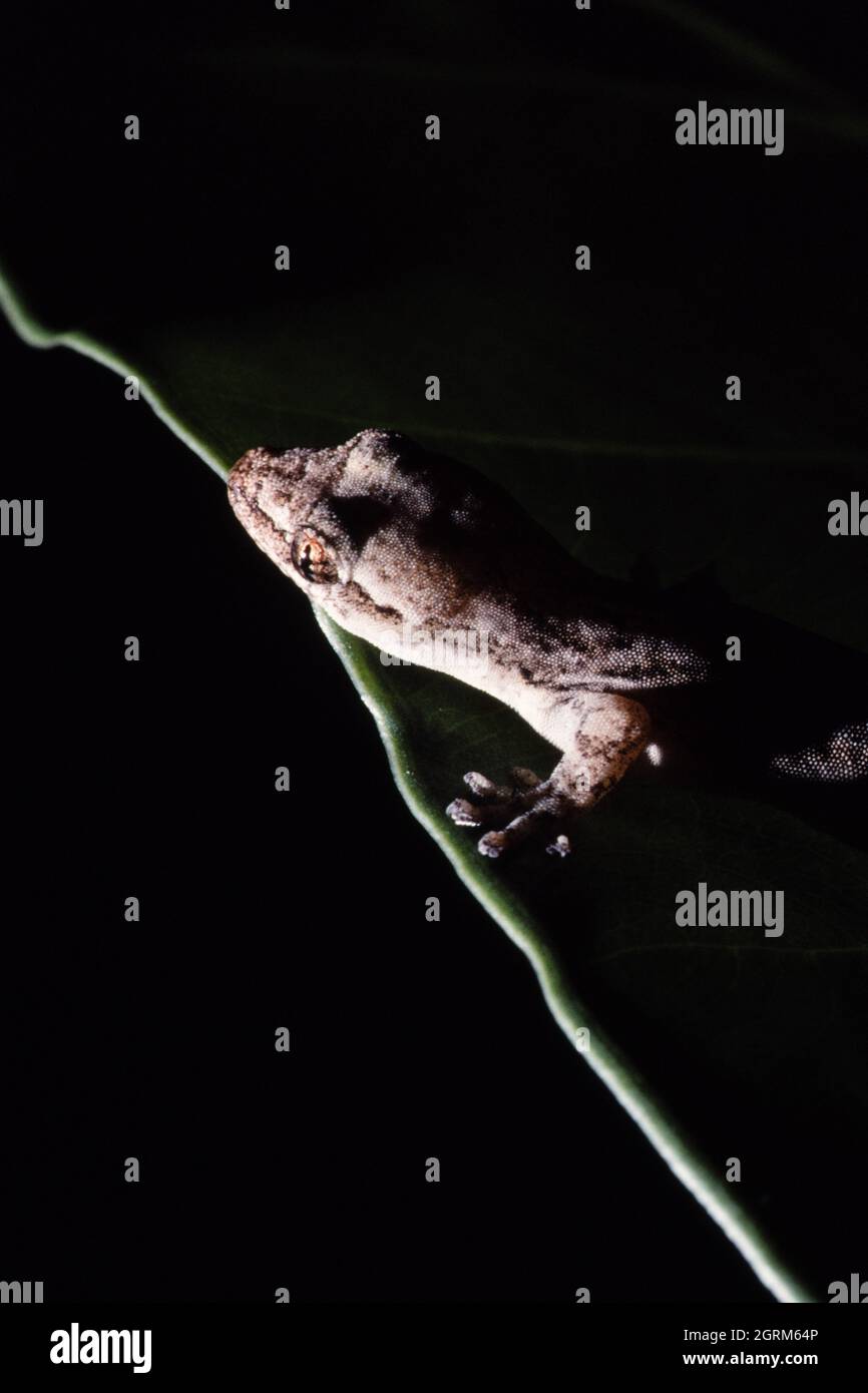The Mourning Gecko, Lepidodactylus lugubris, on Guam Stock Photo - Alamy
