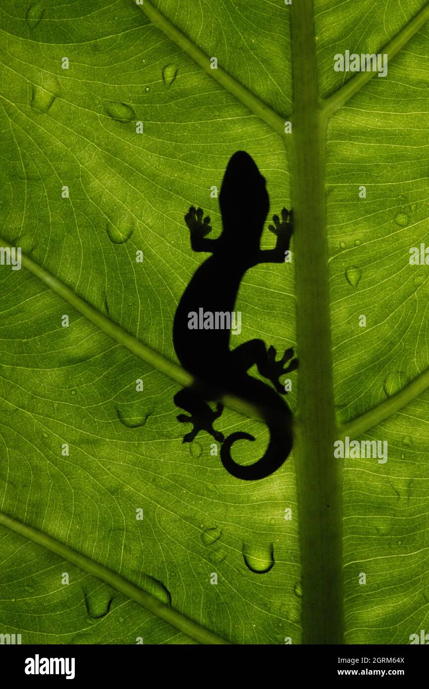 Silhouette of a Mourning Gecko, Lepidodactylus lugubris, on an elephant ...