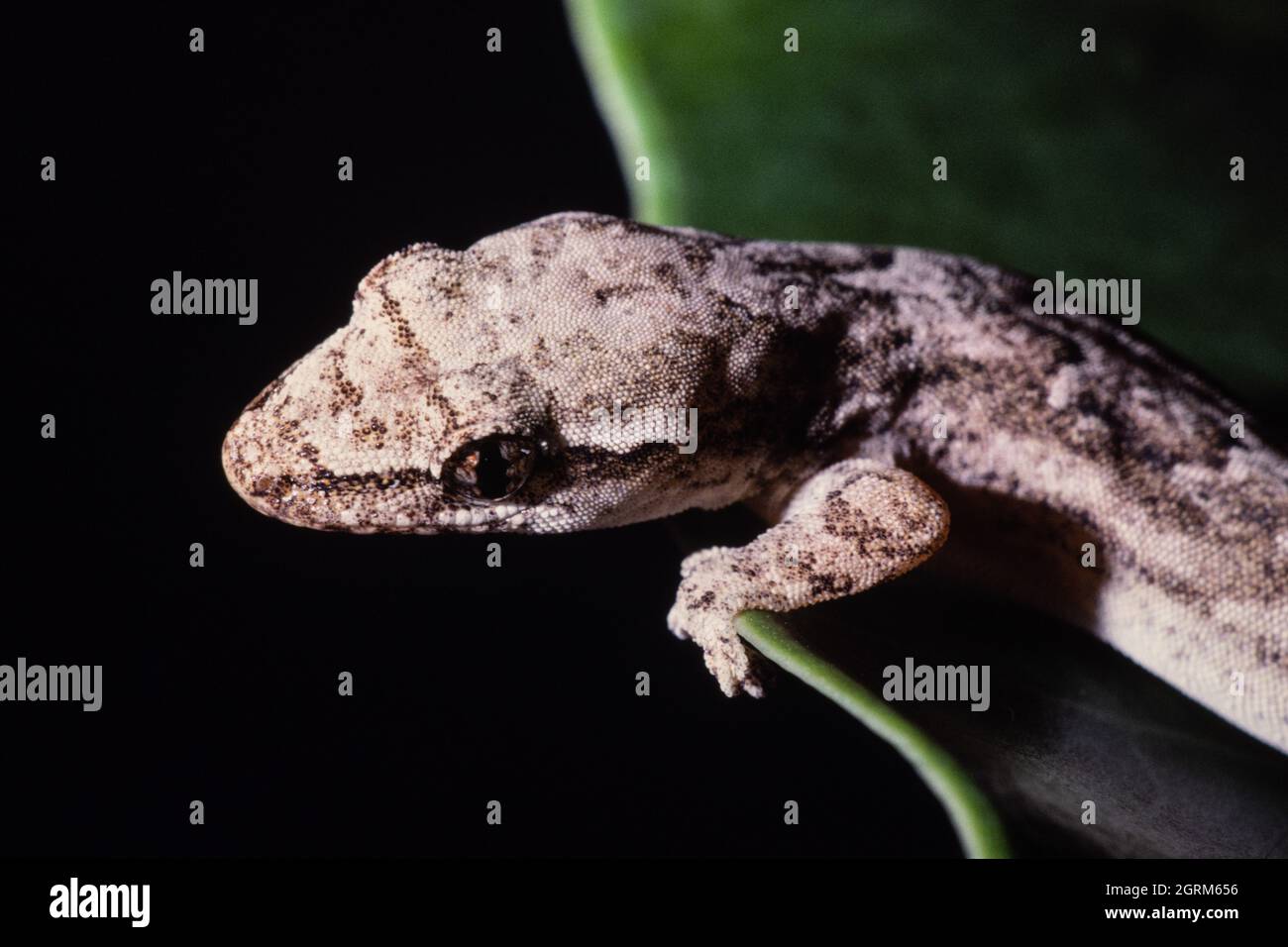 The Mourning Gecko, Lepidodactylus lugubris, on Guam. Note the almost ...