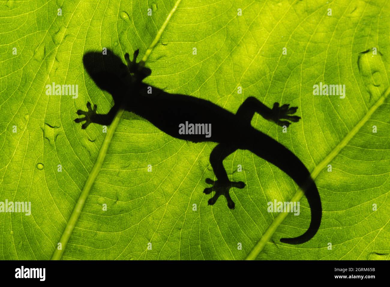 Silhouette of a Mourning Gecko, Lepidodactylus lugubris, on an elephant ...
