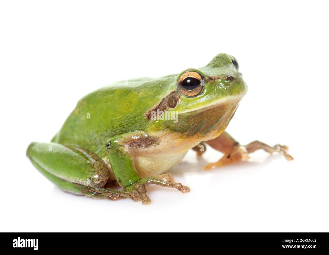 Amphibian wildlife Cut Out Stock Images & Pictures - Alamy