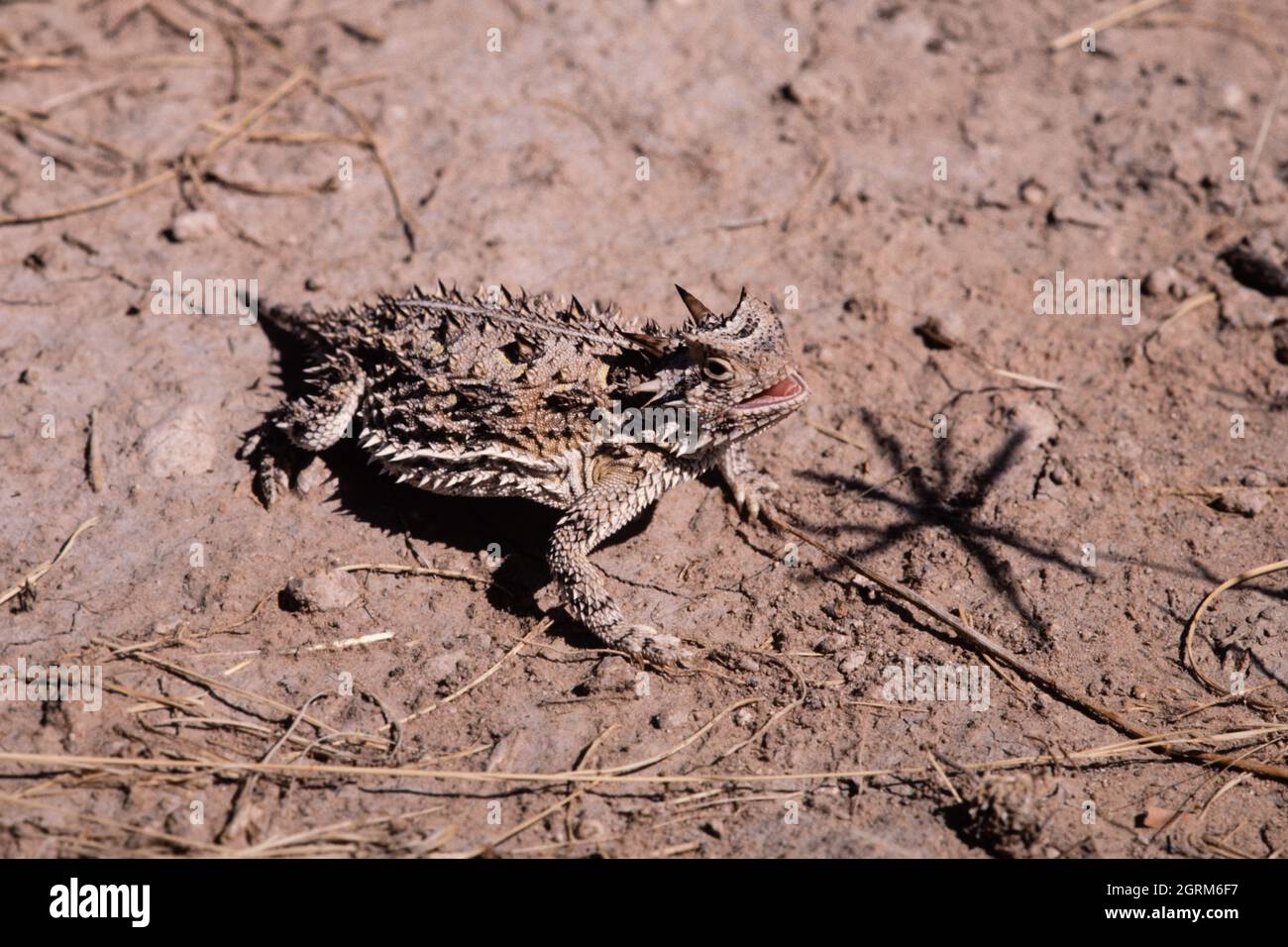 The Texas Horned Lizard, Phrynosoma cornutum, is the largest species of ...