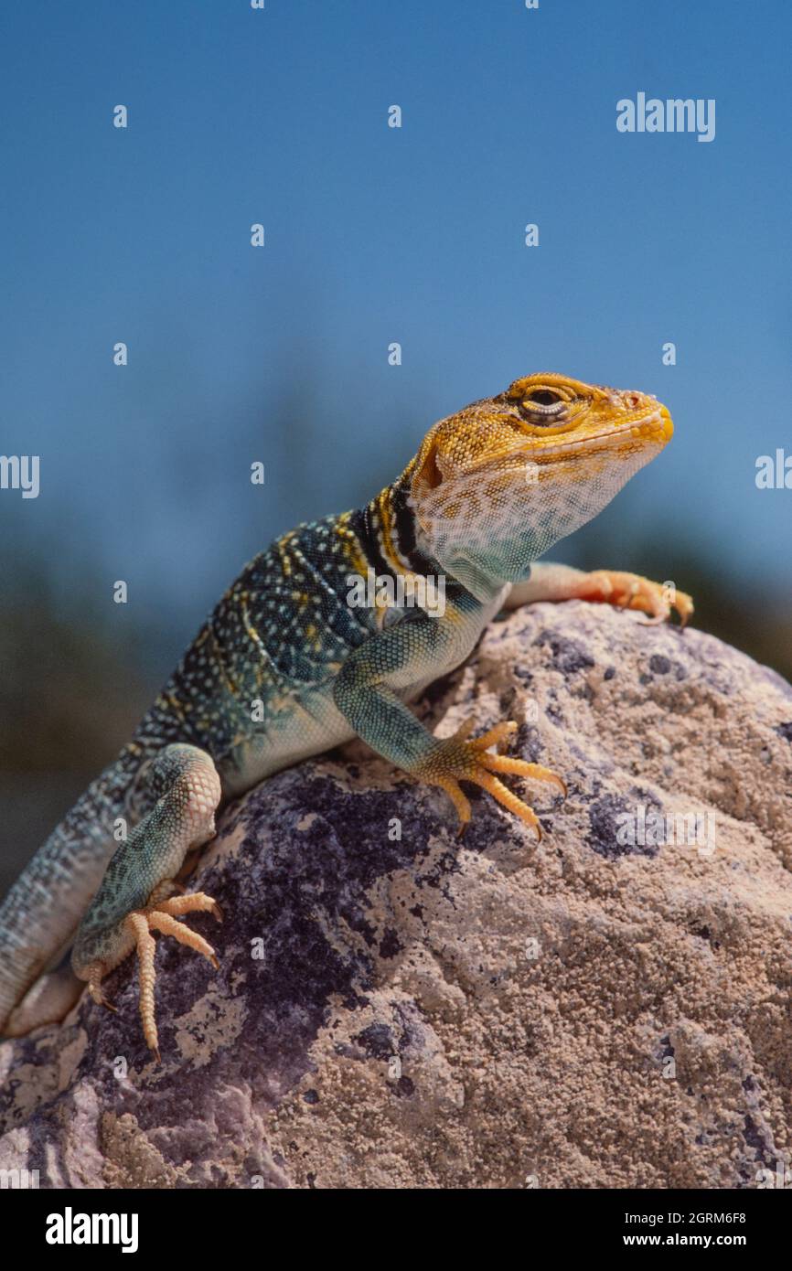 A close-up portrait of a male Yellow-headed Collared Lizard ...