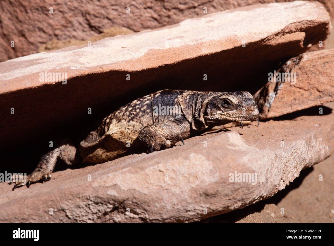 A Common Chuckwalla, Sauromalus ater, hiding between sandstone slabs in ...