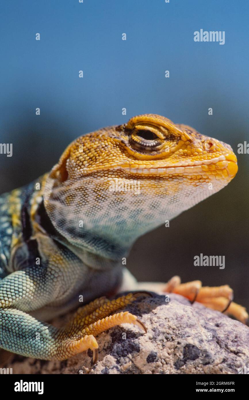 A close-up portrait of a male Yellow-headed Collared Lizard ...