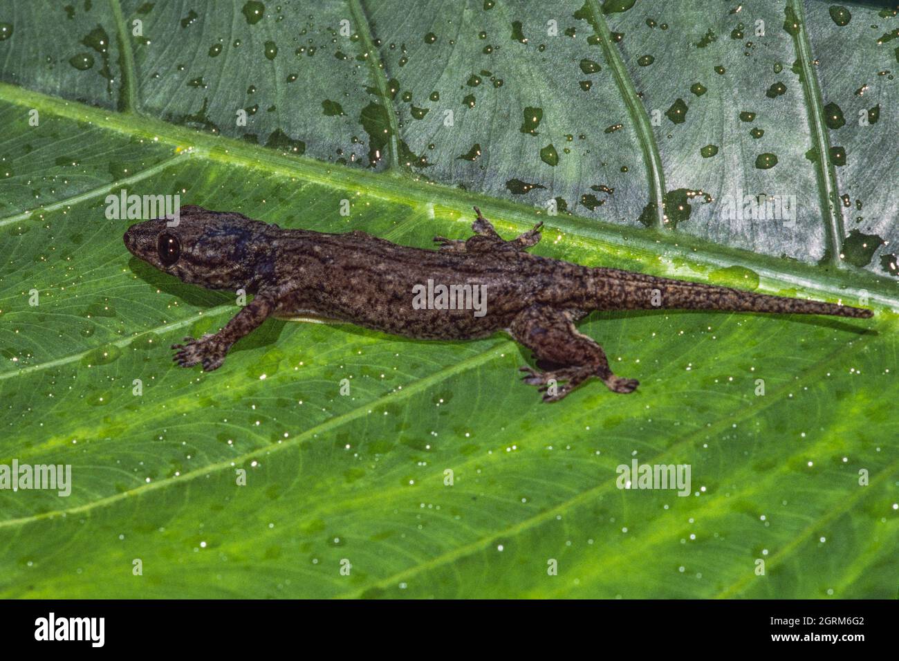An Oceanic Gecko, Gehyra oceanica, on Cocos Island, Guam Stock Photo ...