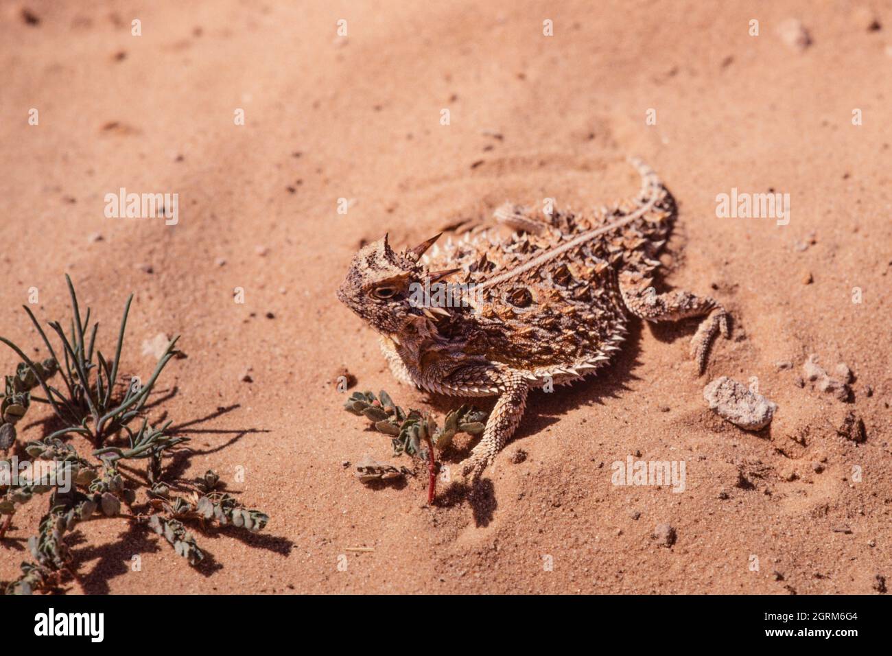 The Texas Horned Lizard, Phrynosoma cornutum, is the largest species of ...