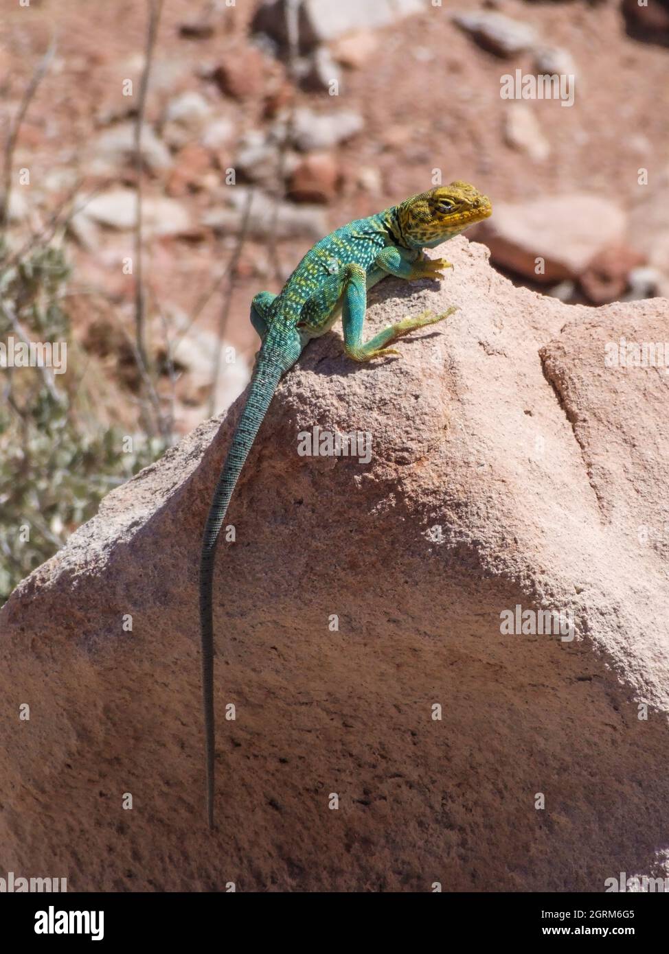 A male Yellow-headed Collared Lizard, Crotaphytus collaris auriceps ...