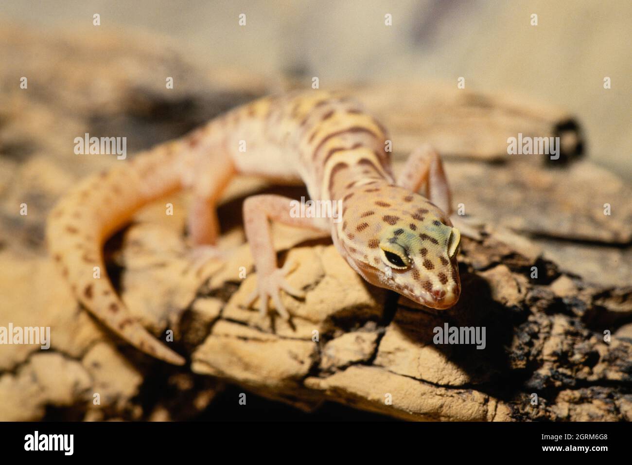 Eyelid gecko family hi-res stock photography and images - Alamy