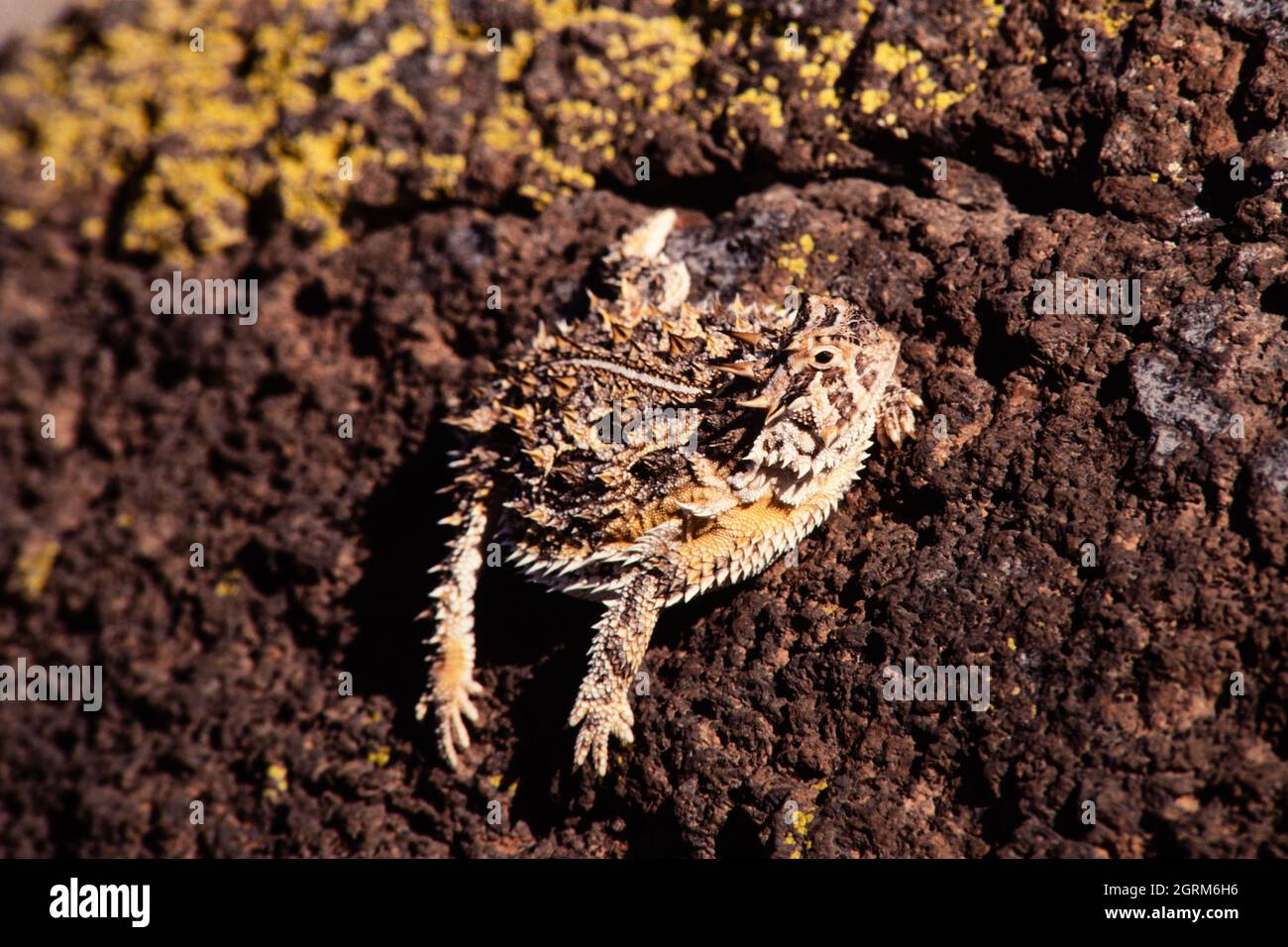 The Texas Horned Lizard, Phrynosoma cornutum, is the largest species of ...