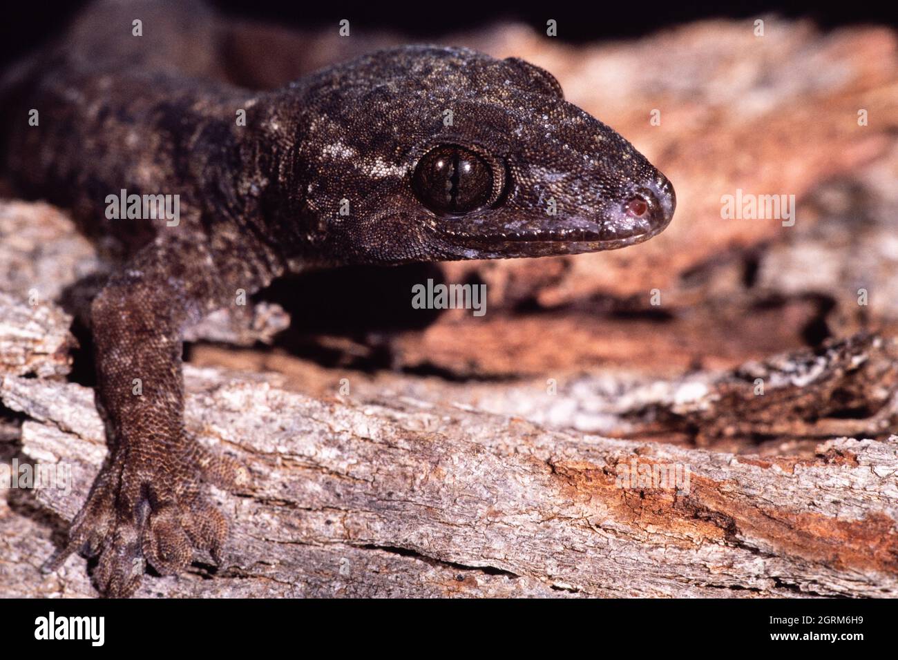 An Oceanic Gecko, Gehyra oceanica, on Cocos Island, Guam Stock Photo ...