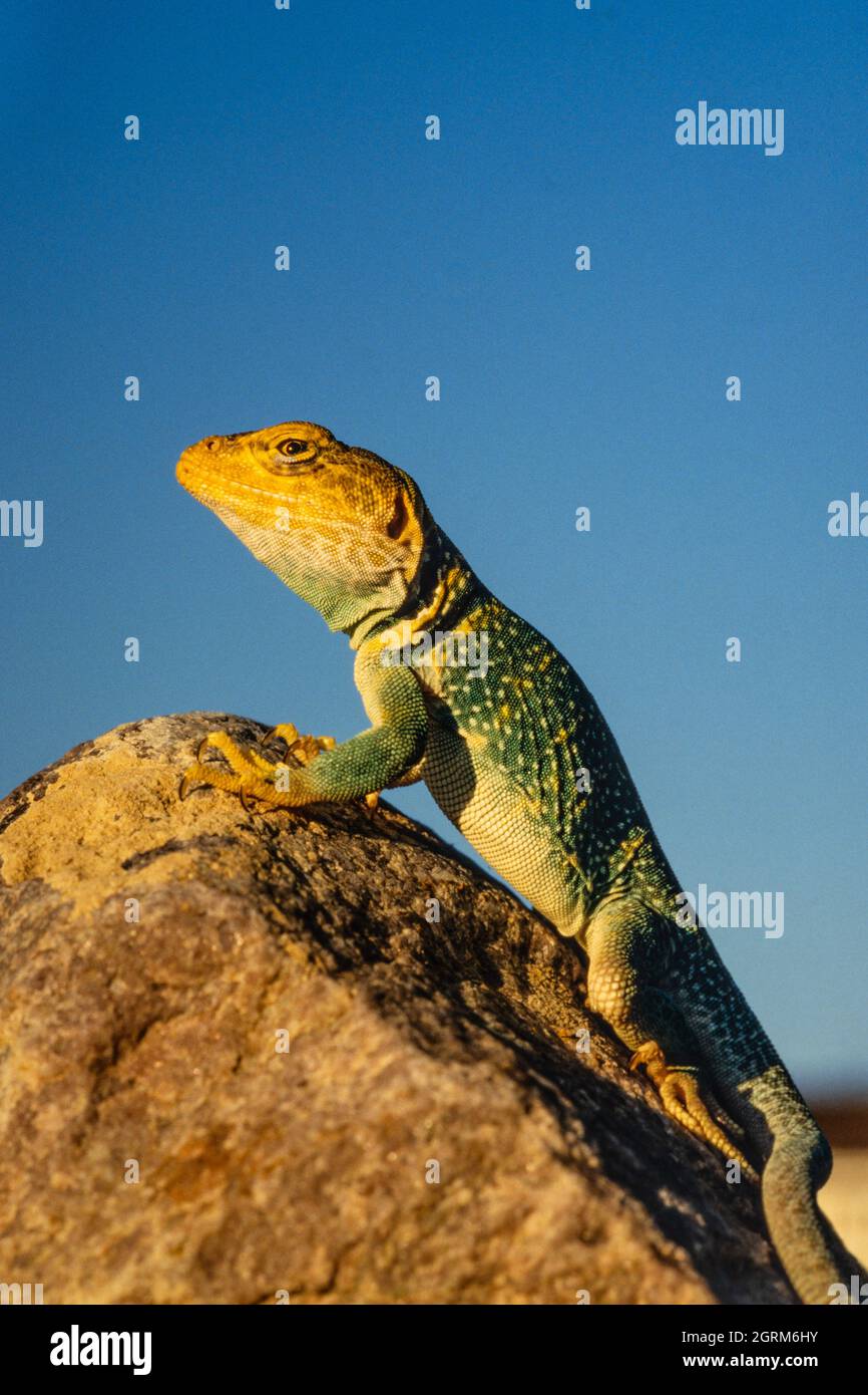A close-up portrait of a male Yellow-headed Collared Lizard ...