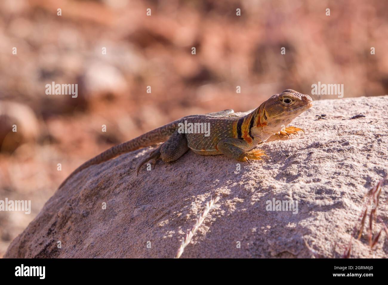 A female Eastern Collared Lizard, Crotaphytus collaris, basking on a ...