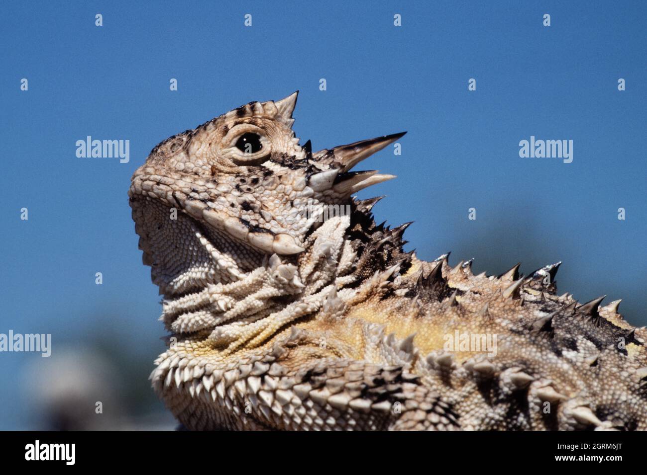 The Texas Horned Lizard, Phrynosoma cornutum, is the largest species of ...