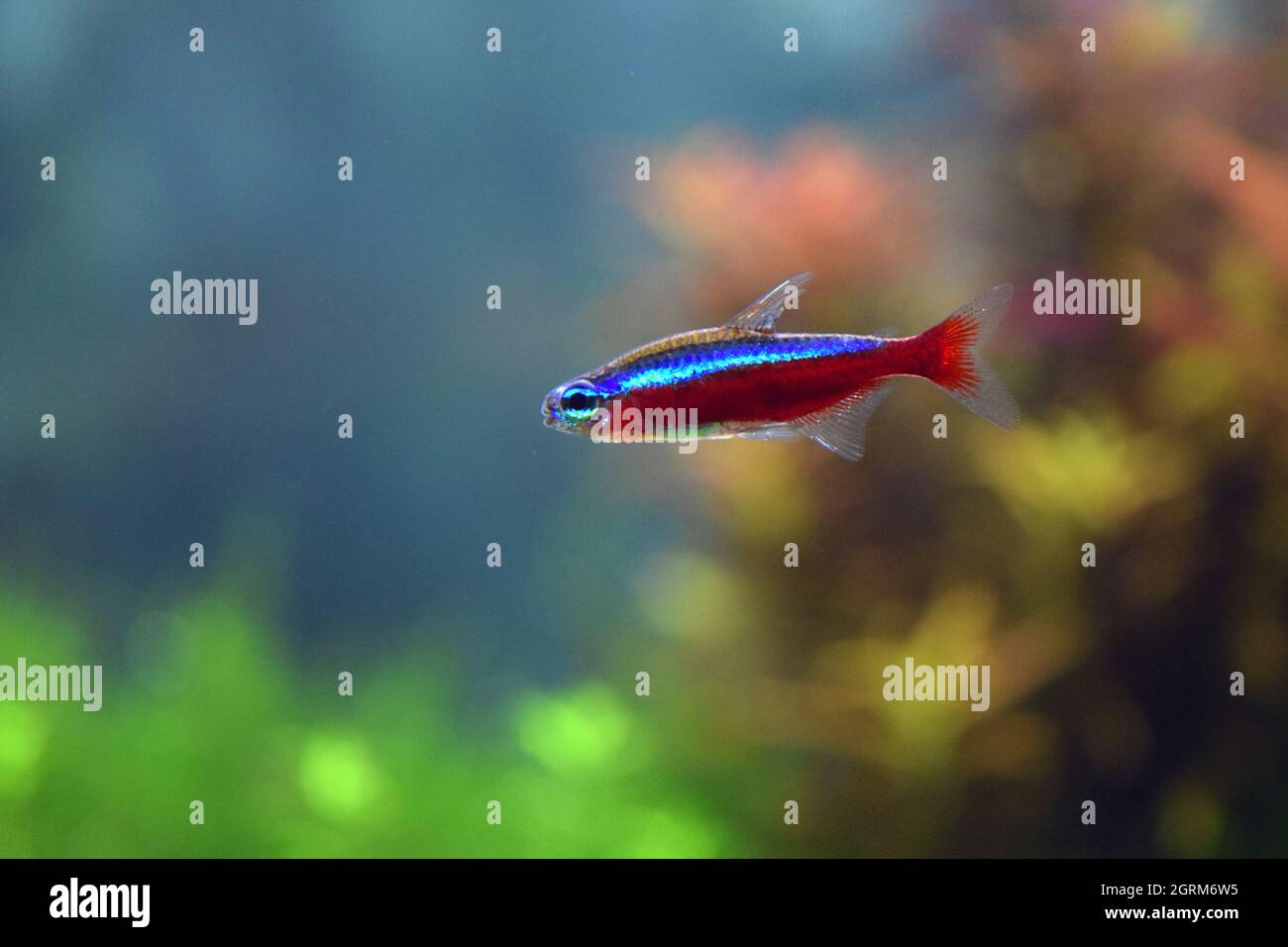 Algae bloom fish lake hi-res stock photography and images - Alamy