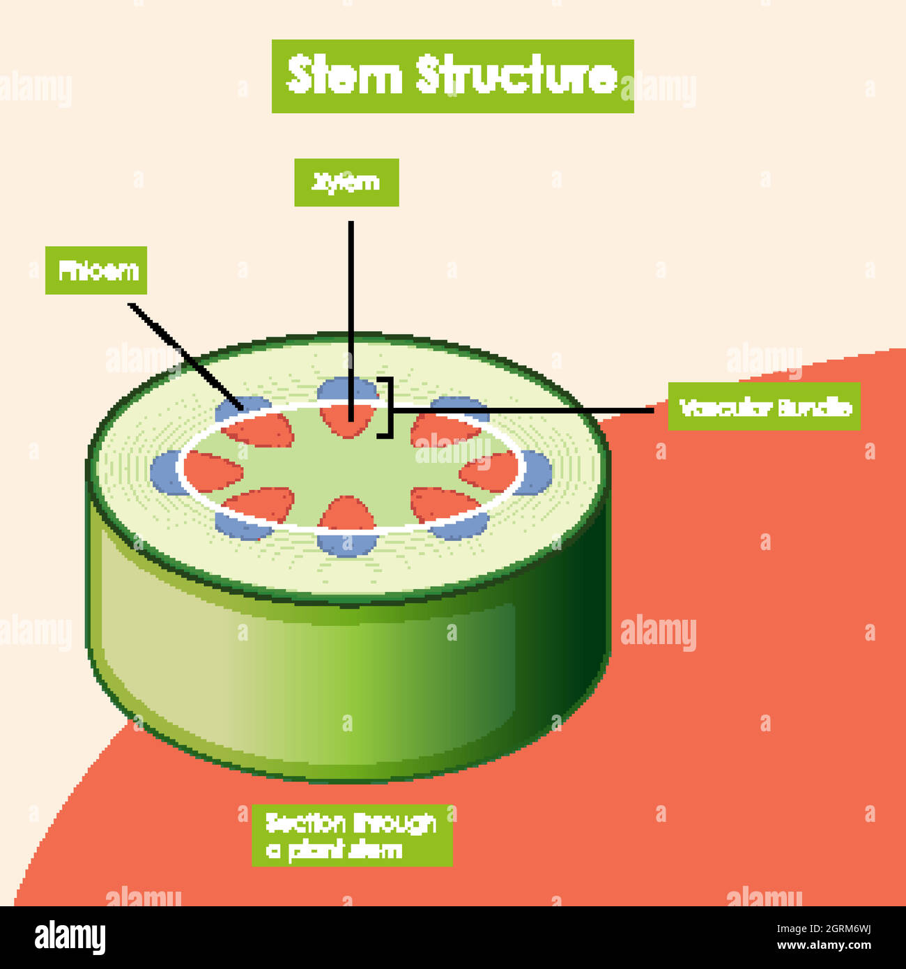 Diagram showing stem structure Stock Vector Image & Art - Alamy