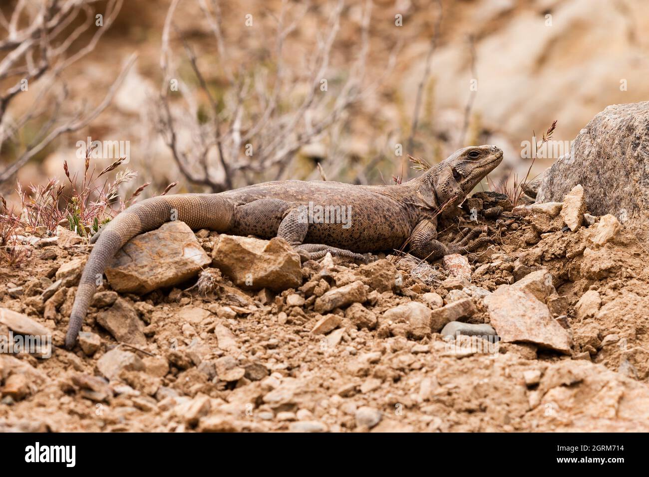 A Common Chuckwalla, Sauromalus ater, in the desert in Death Valley ...
