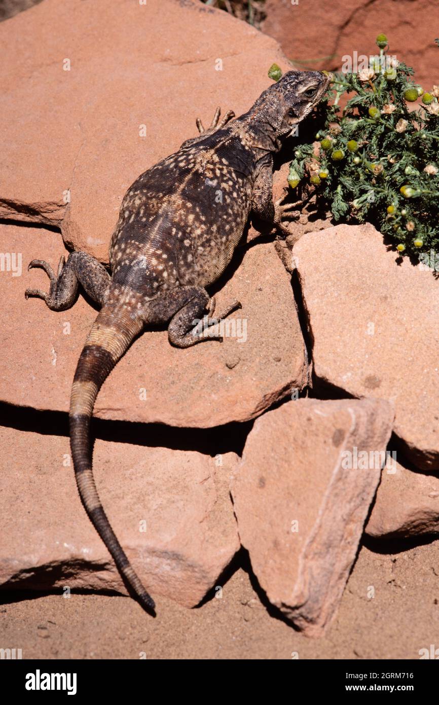 A Common Chuckwalla, Sauromalus ater, in the desert in Utah Stock Photo ...